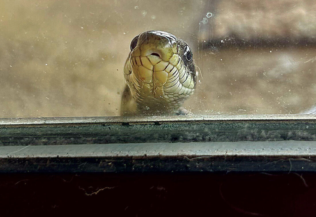 Picture This: Just Sssstopping by to Ssssay Hello | News, Sports, Jobs ...